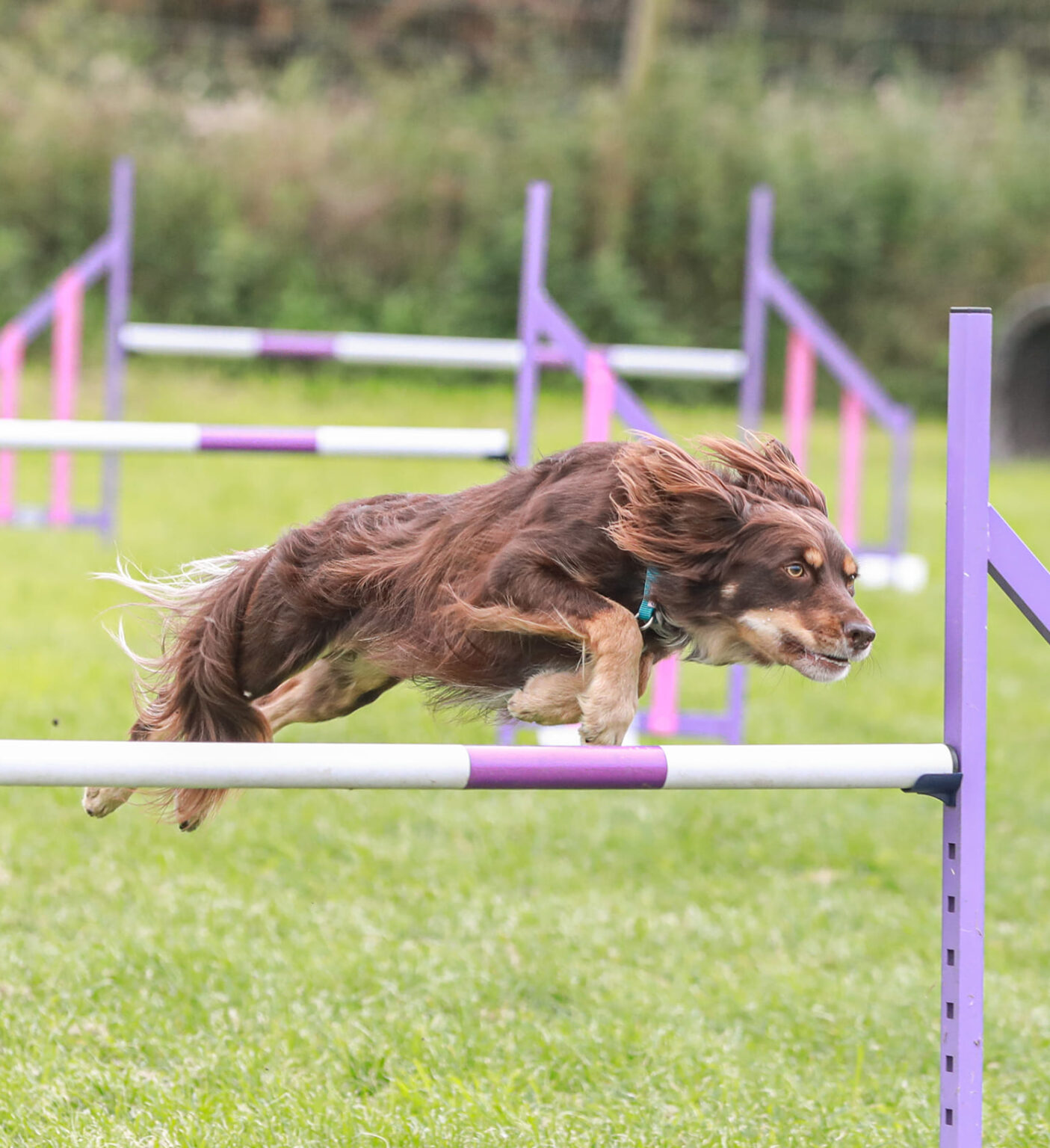 why train with us - Nutter Dogs