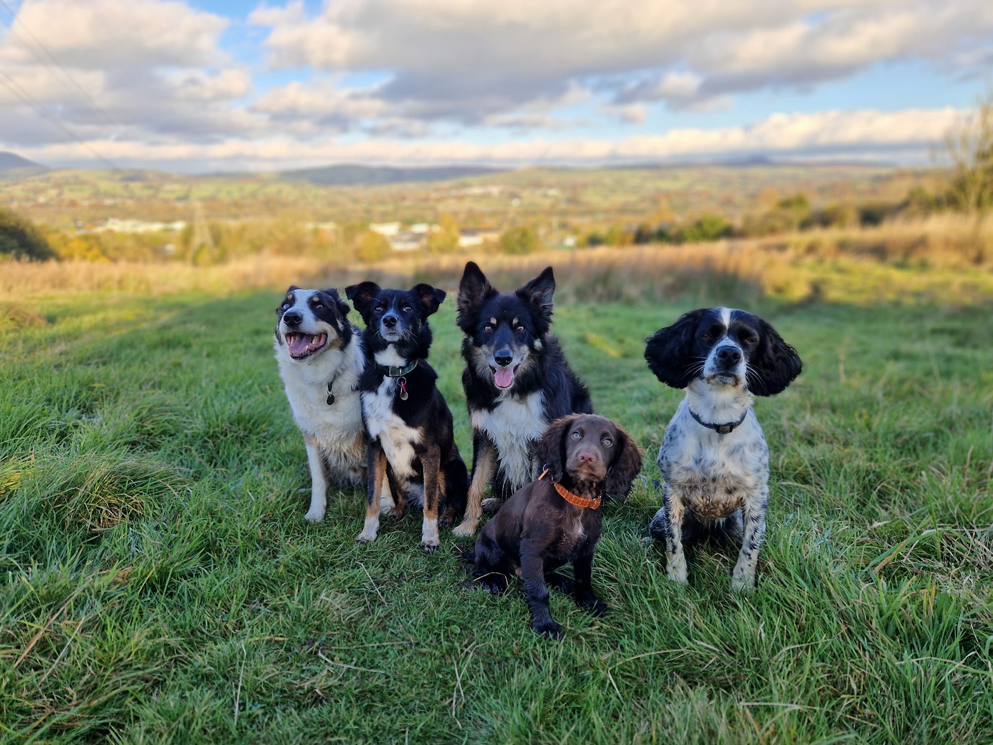 who we are - Nutter Dogs